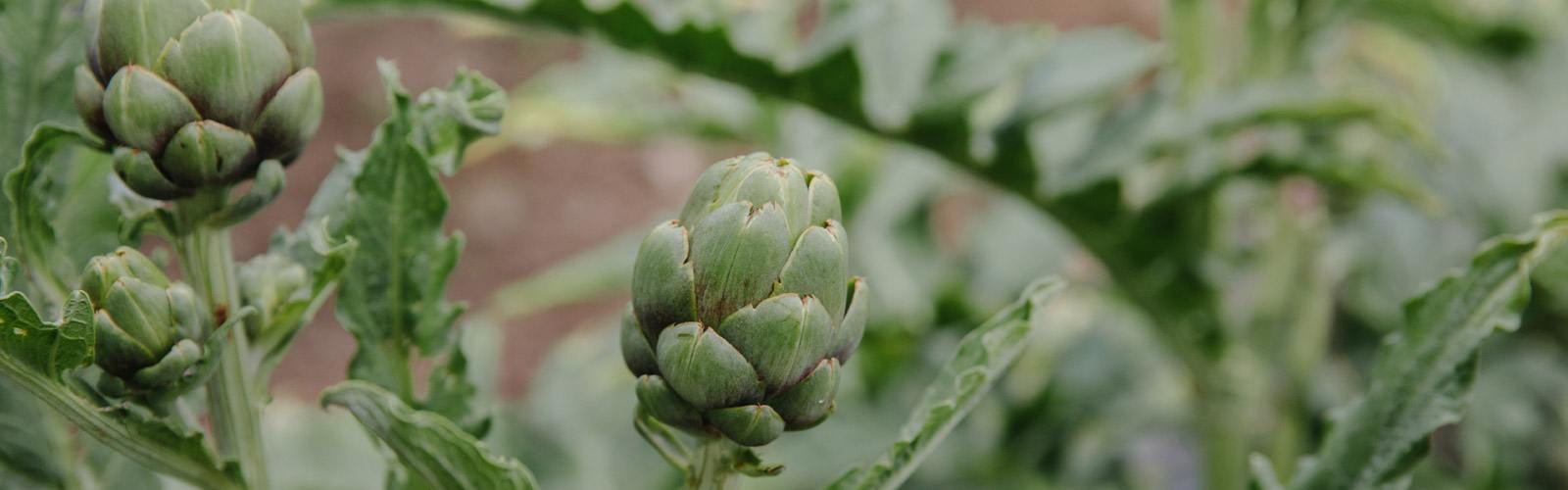 local-partners-banner